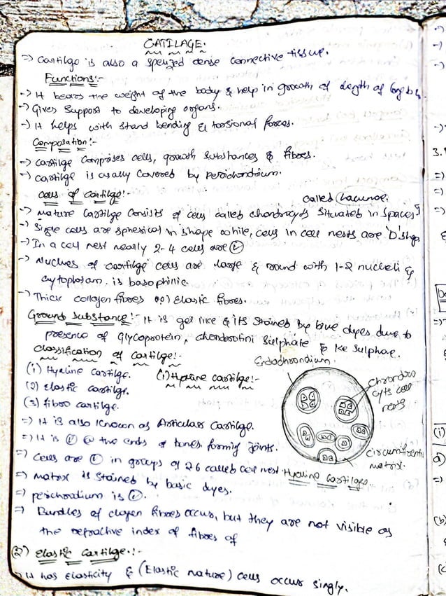 Bones of human body Notes | PDF | Bone and Joint Conditions | Diseases ...