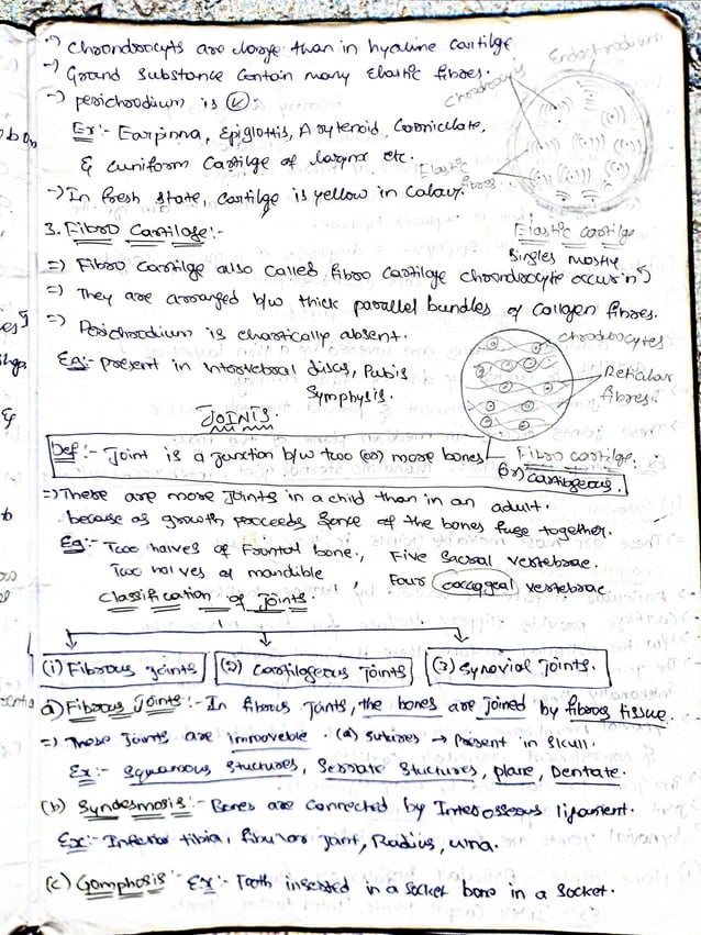 Bones of human body Notes | PDF | Bone and Joint Conditions | Diseases ...