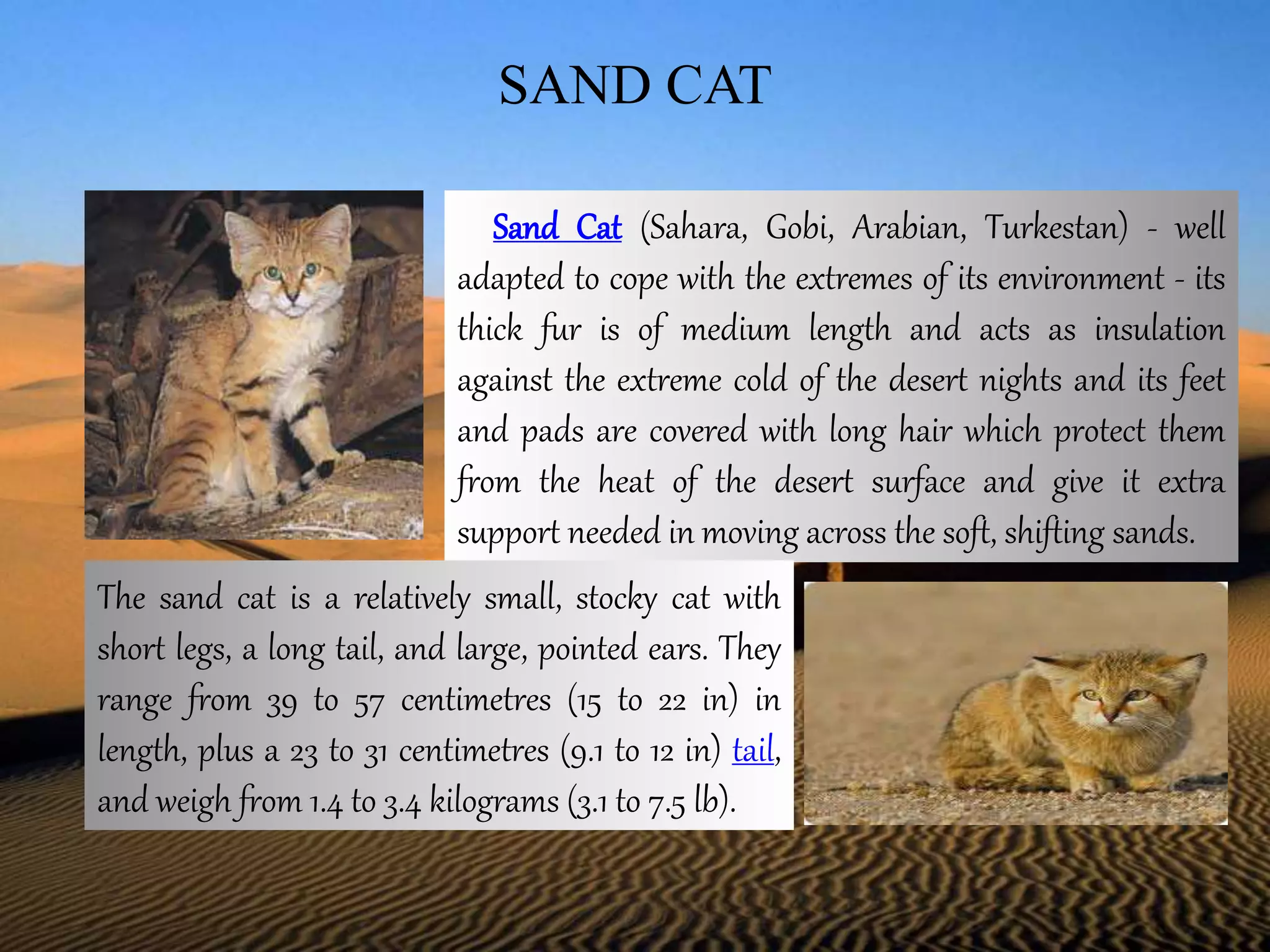 Desert Animals | PPTX