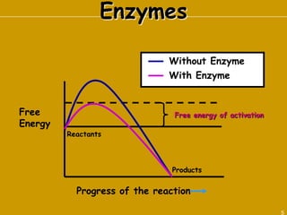 enzyme ppt | PPT