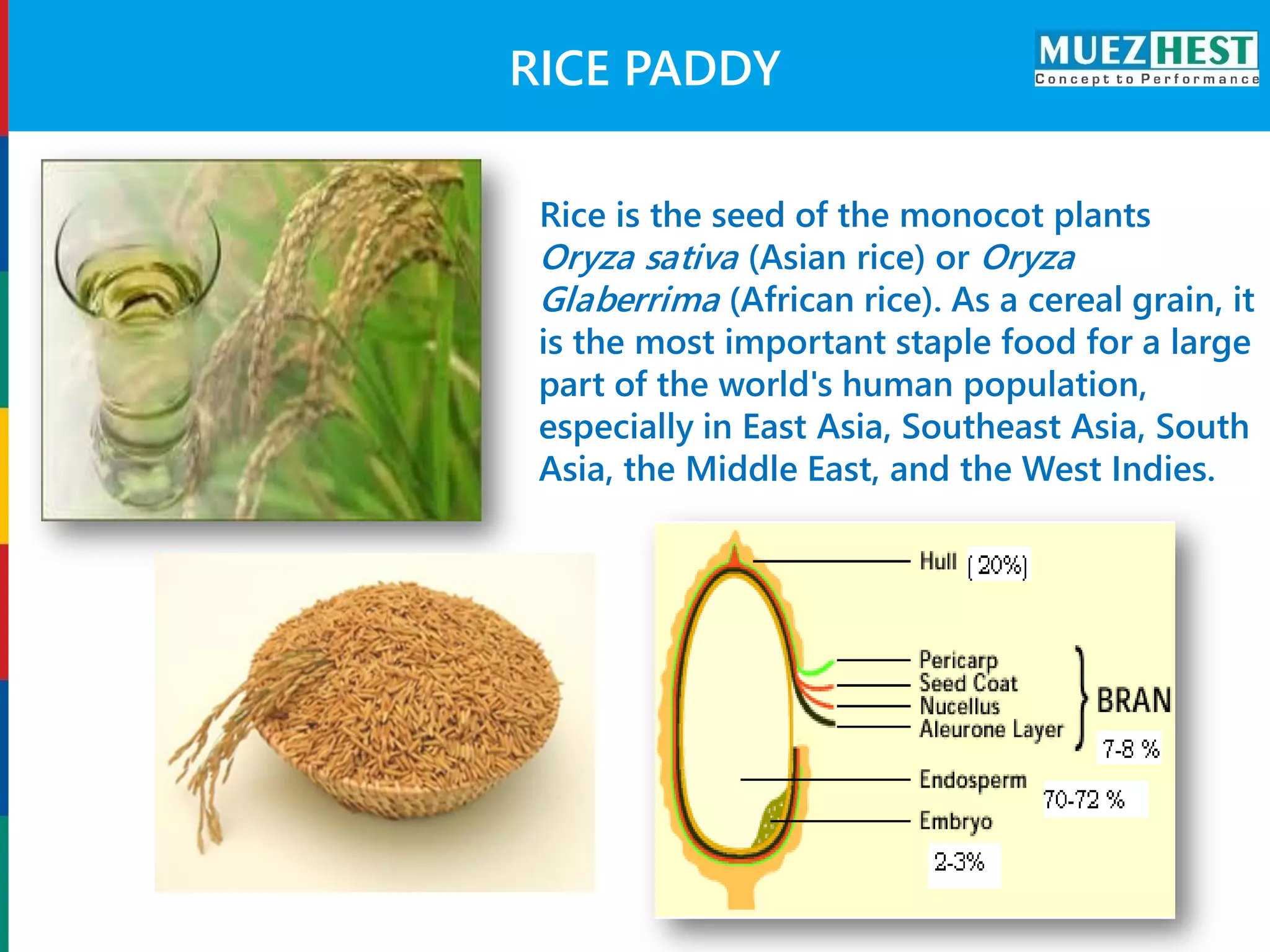 Newer Processing Methods for the Extraction and Refining Rice Bran Oil ...