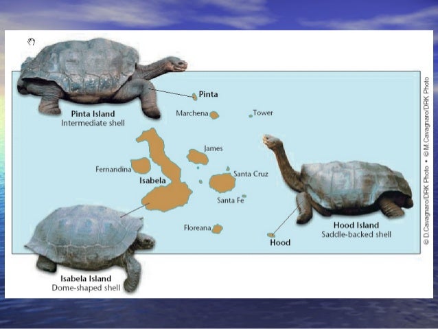 Watch Galapagos Evolution full movie with subtitles 1440 - bestrfiles