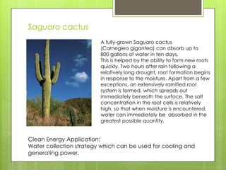 Biomimicry in the Clean Energy World | PPTX