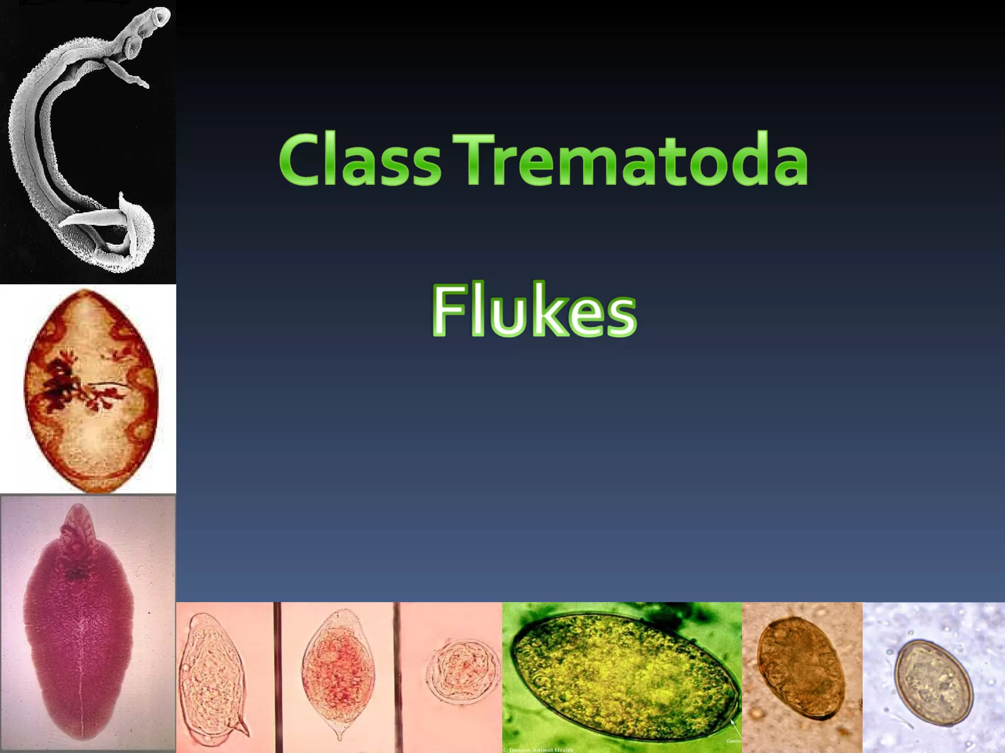 parasitology lec - FLUKES | PPT