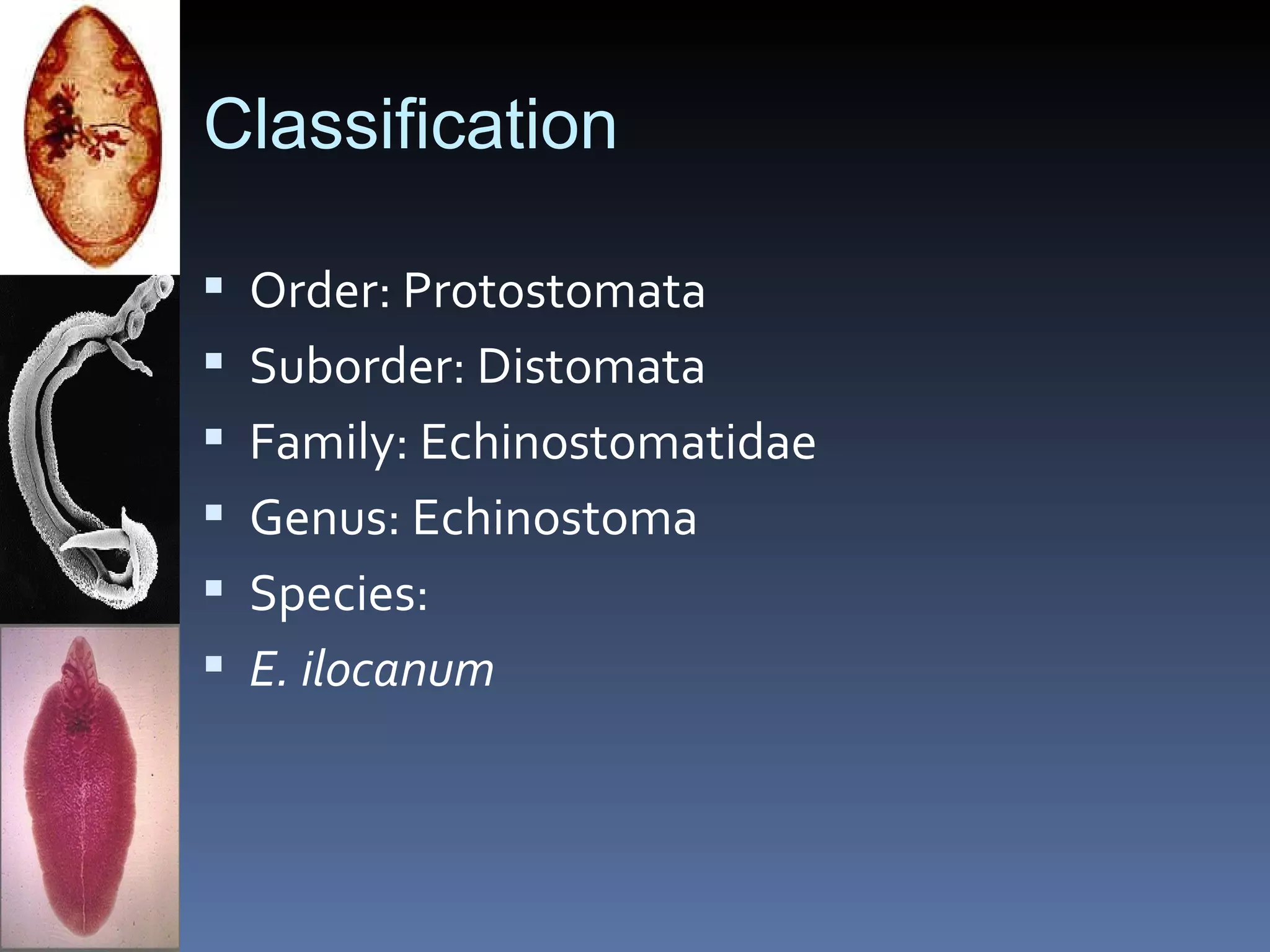 parasitology lec - FLUKES | PPT