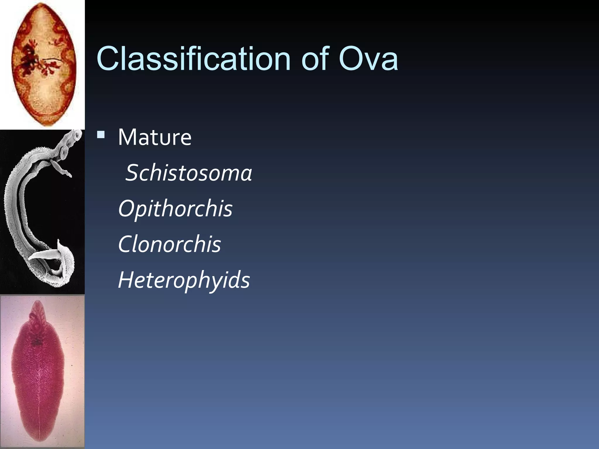 parasitology lec - FLUKES | PPT