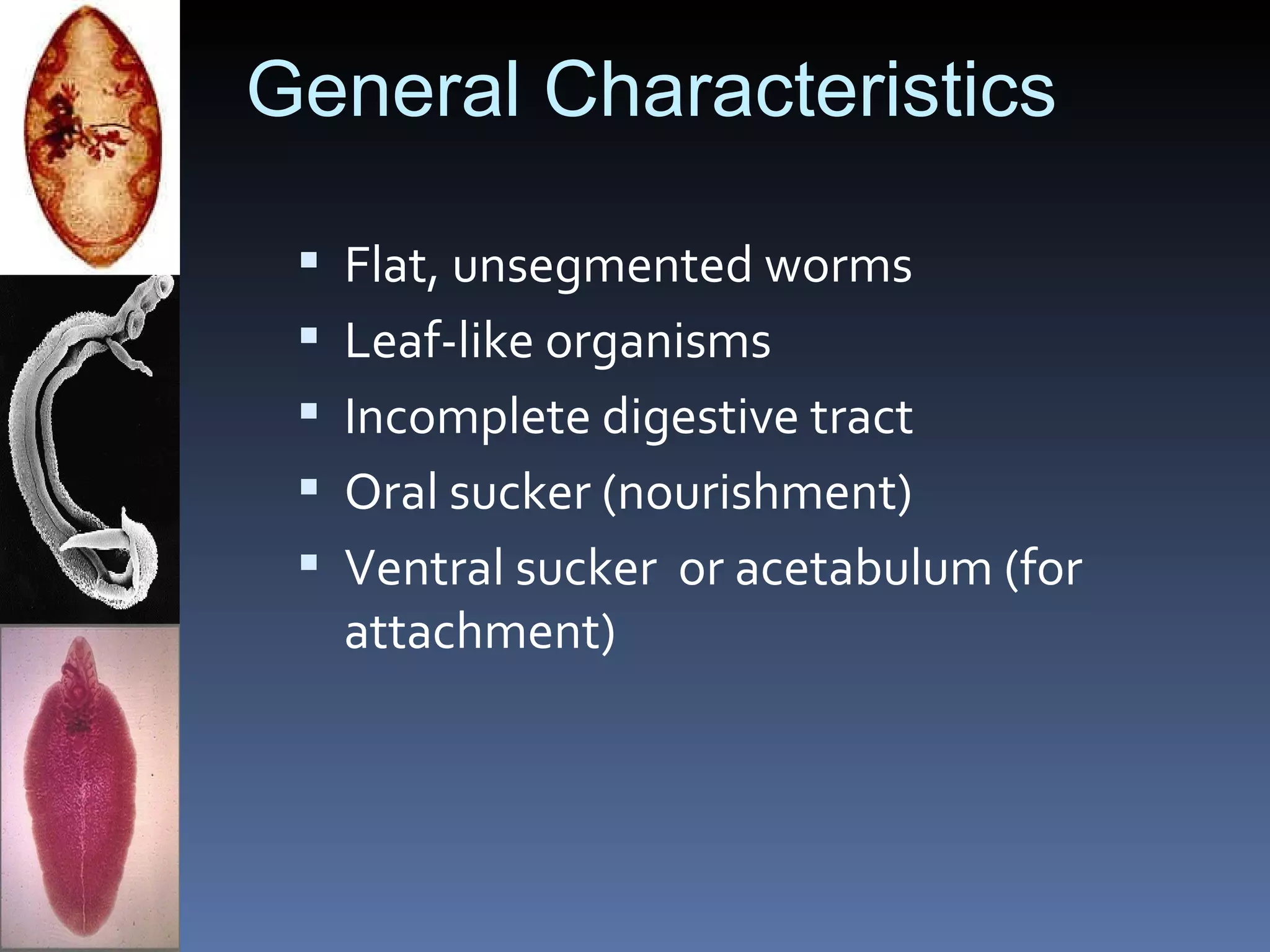 parasitology lec - FLUKES | PPT
