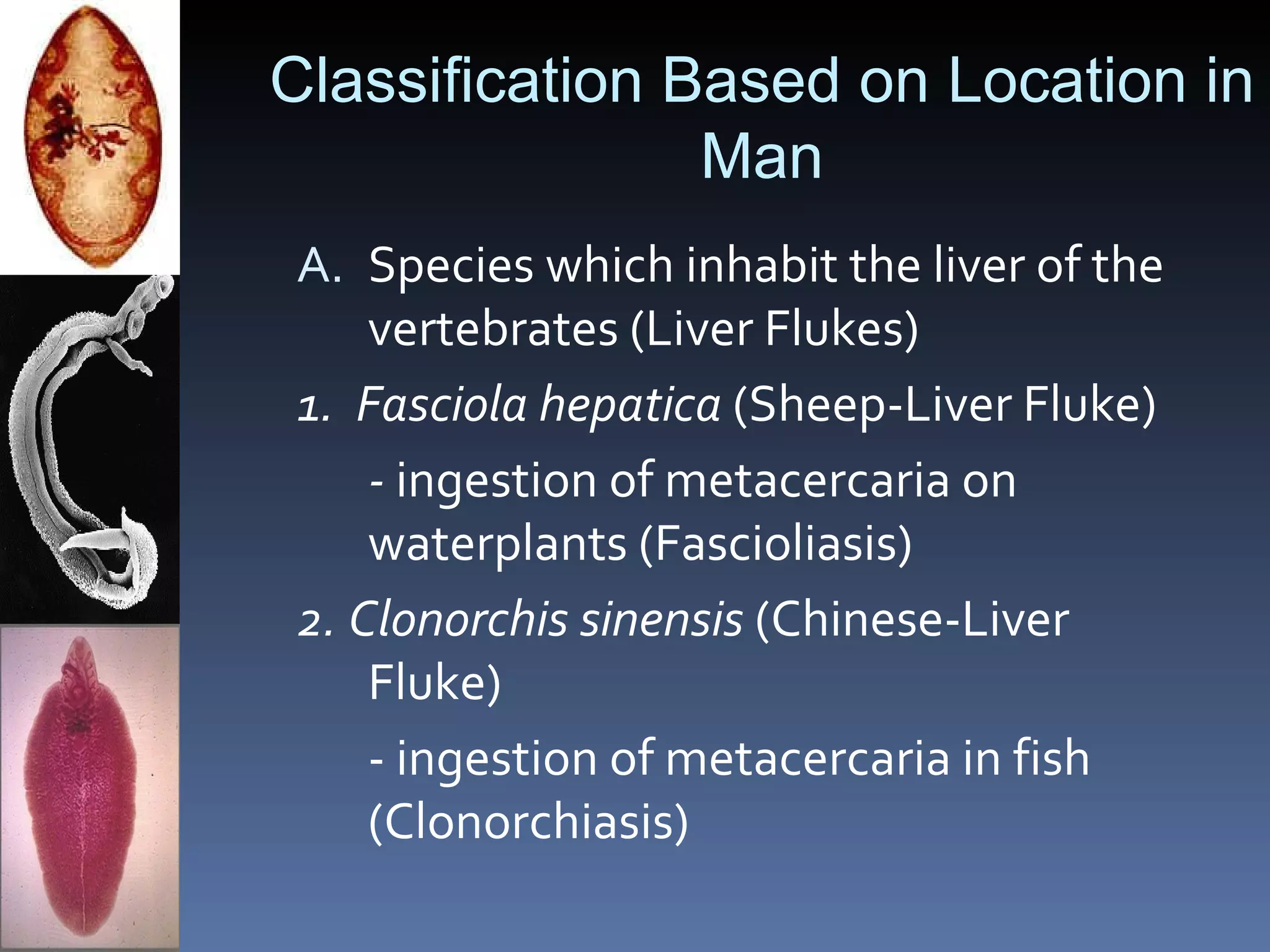 parasitology lec - FLUKES | PPT