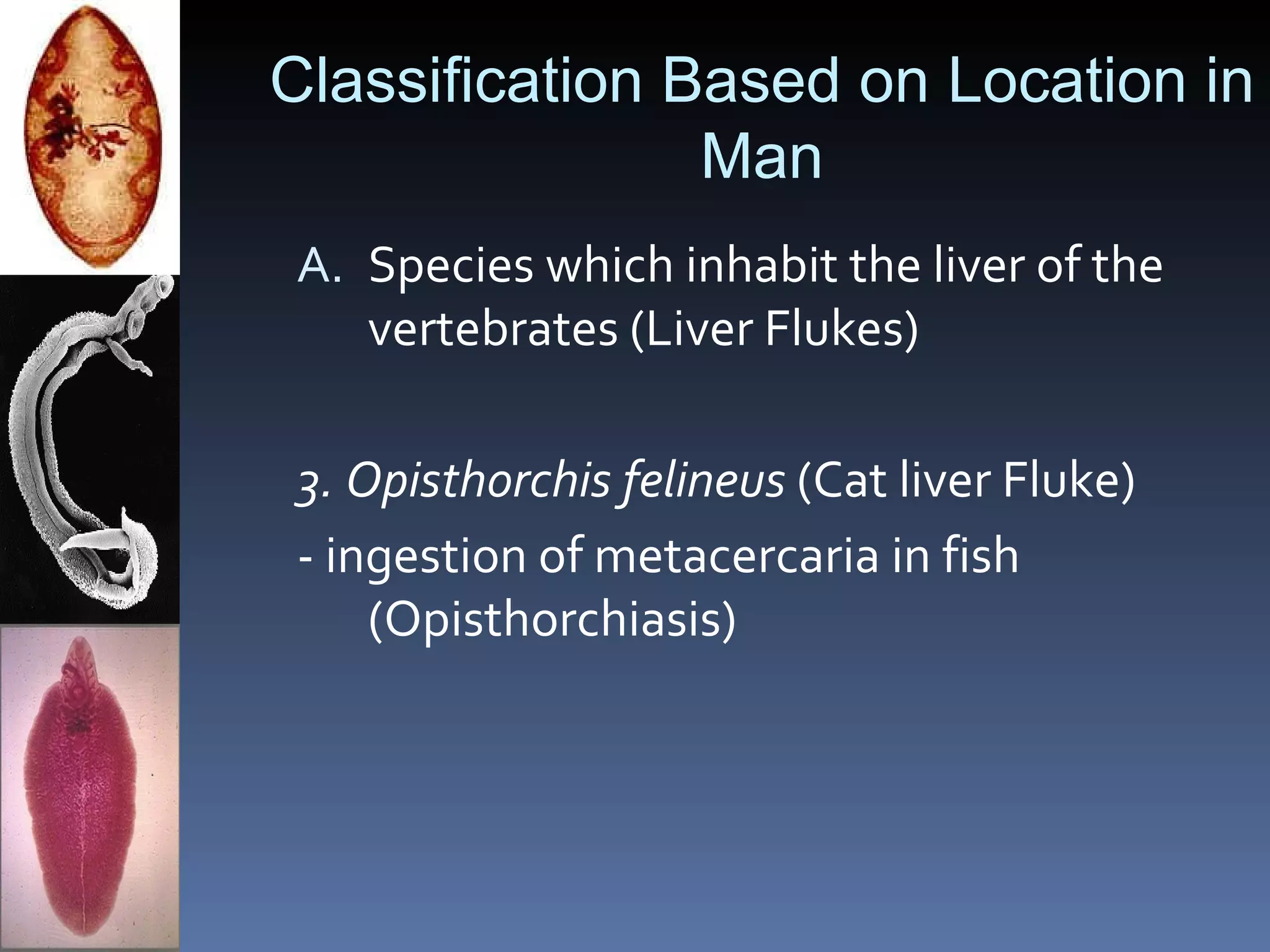parasitology lec - FLUKES | PPT