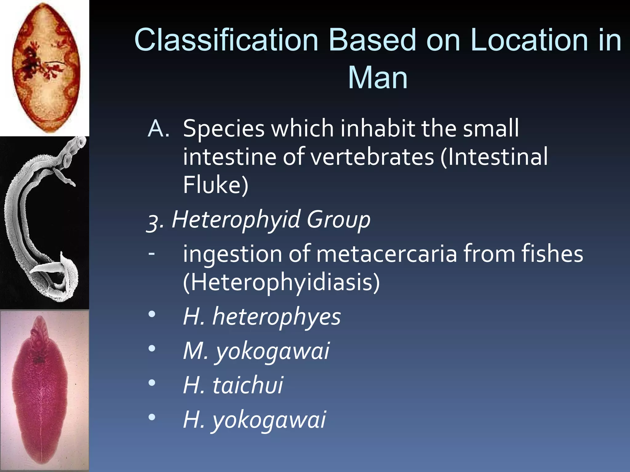parasitology lec - FLUKES | PPT