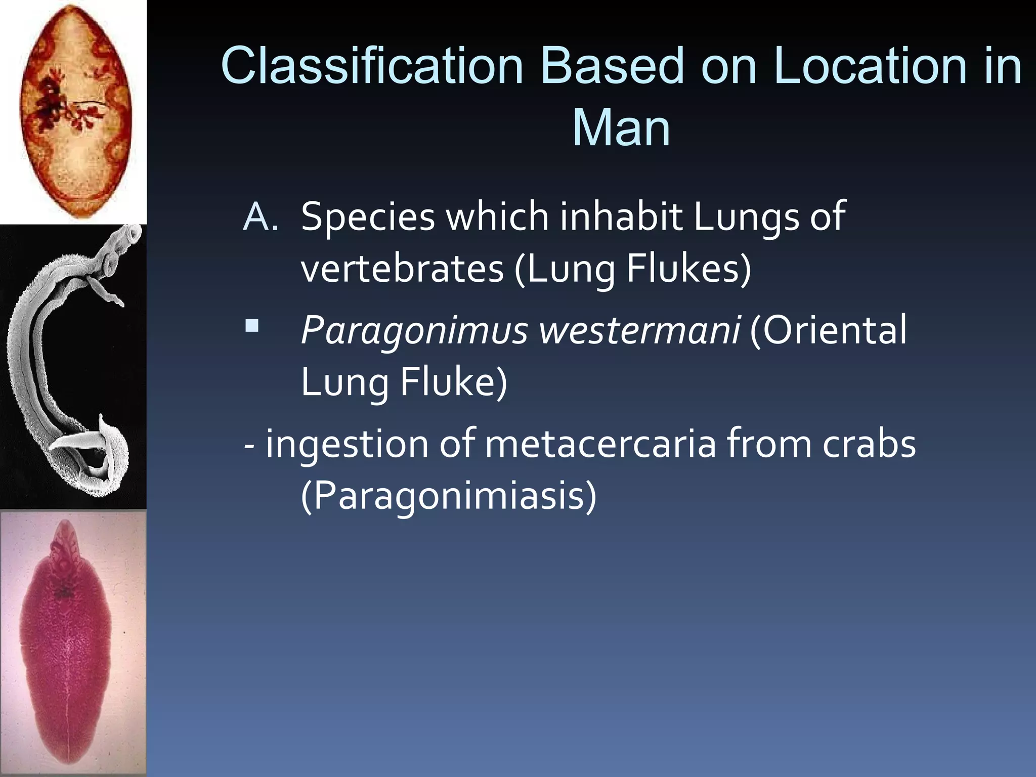 parasitology lec - FLUKES | PPT