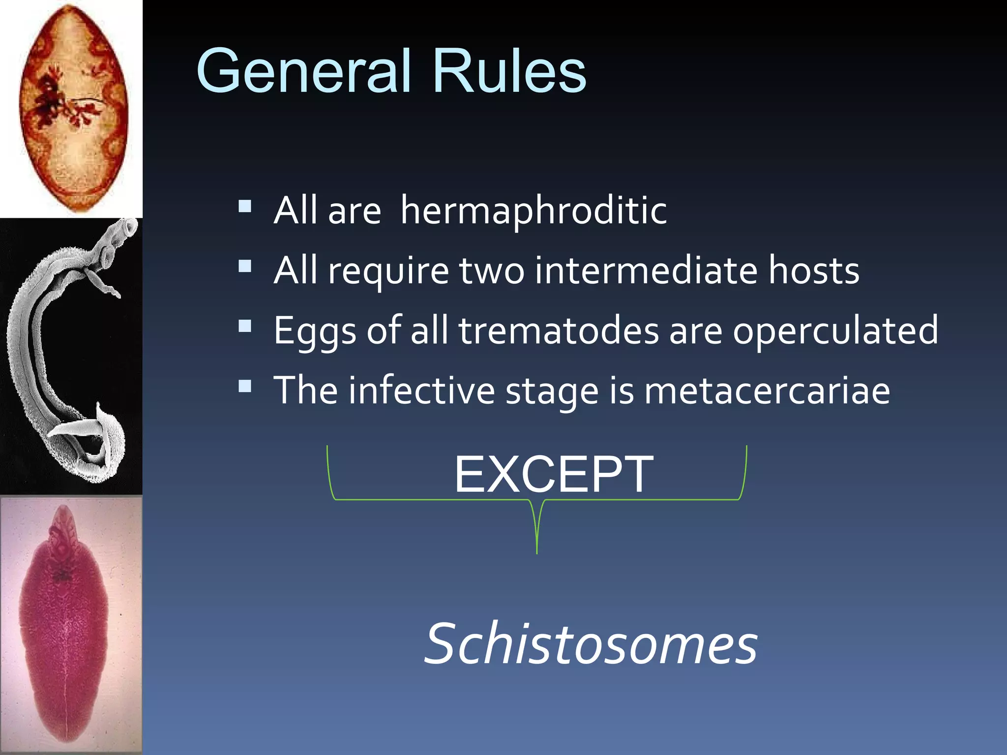 parasitology lec - FLUKES | PPT