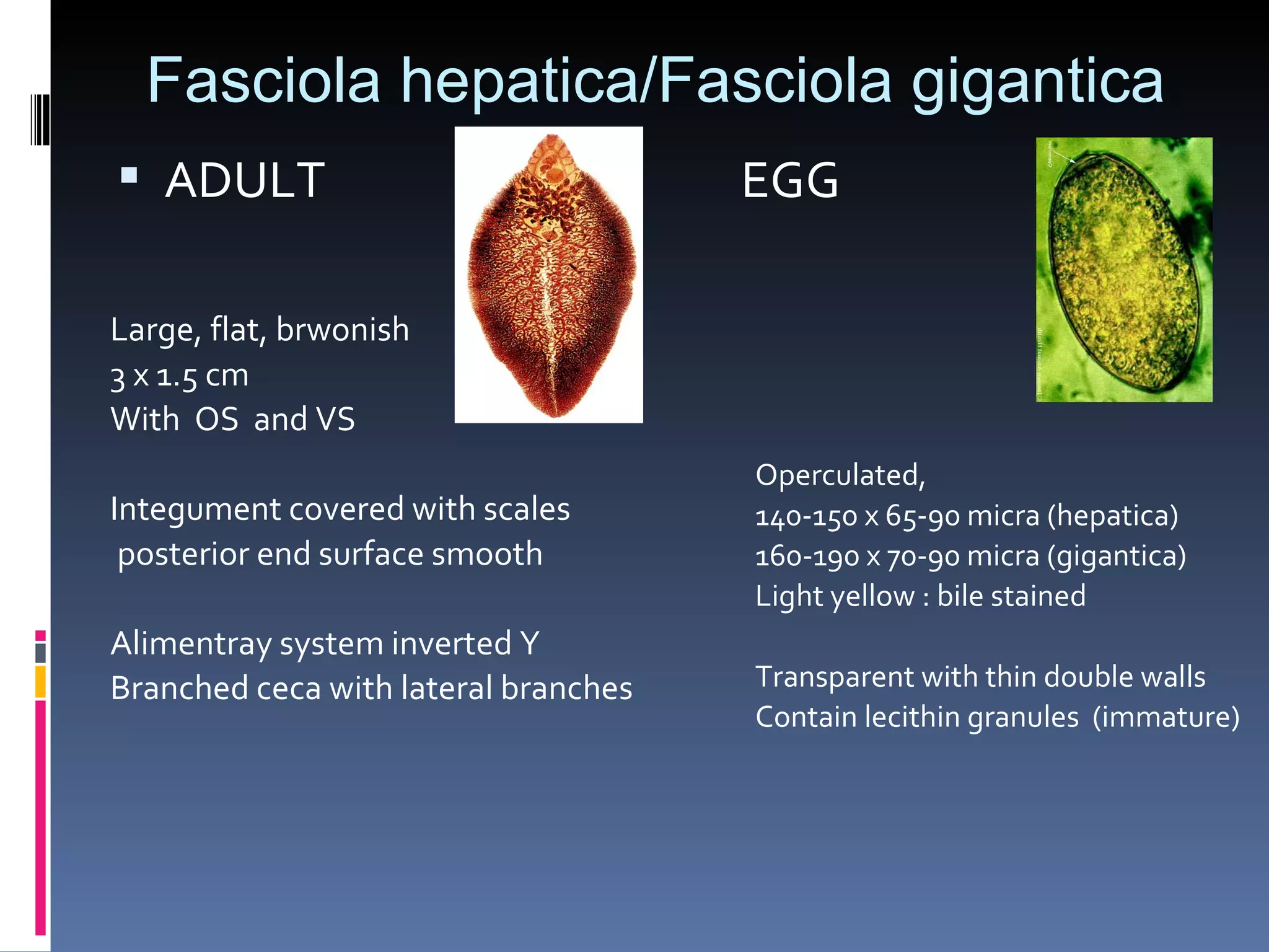 parasitology lec - FLUKES | PPT