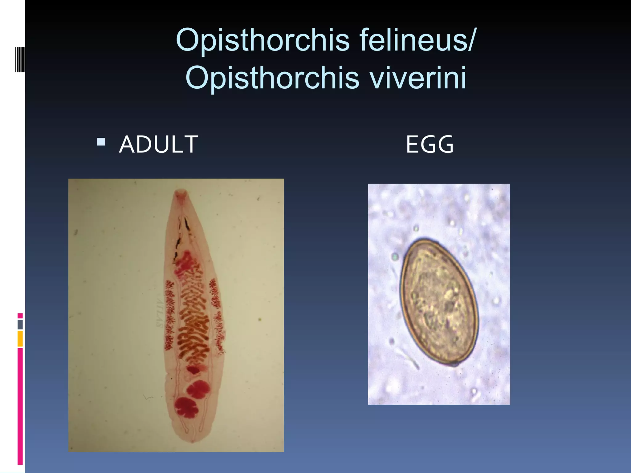 parasitology lec - FLUKES | PPT