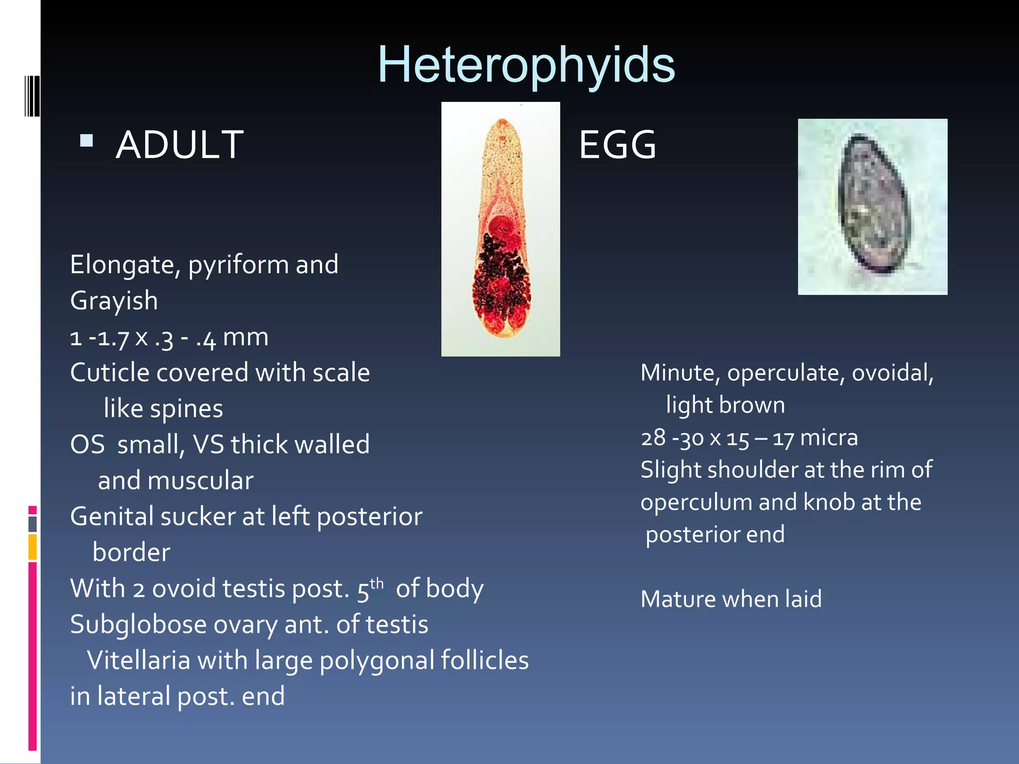 parasitology lec - FLUKES | PPT