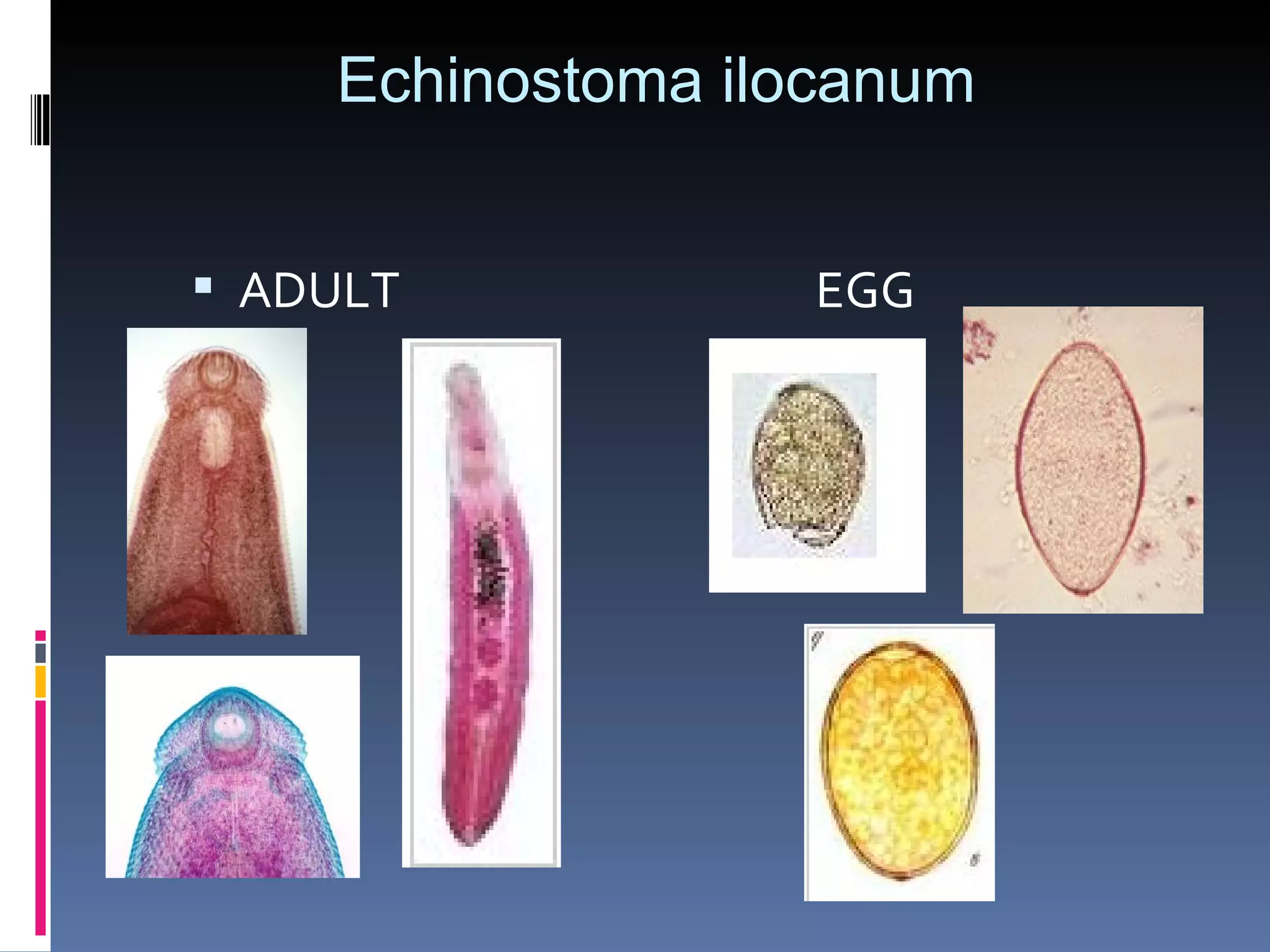 parasitology lec - FLUKES | PPT