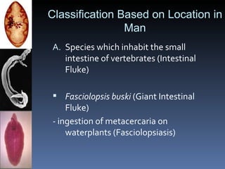 parasitology lec - FLUKES | PPT
