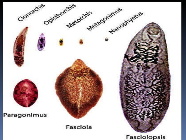parasitology lec - FLUKES | PPT | Reptiles | Pets