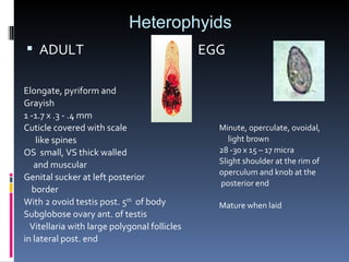 parasitology lec - FLUKES | PPT