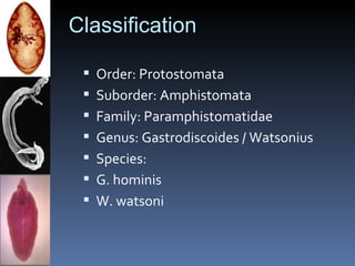 parasitology lec - FLUKES | PPT
