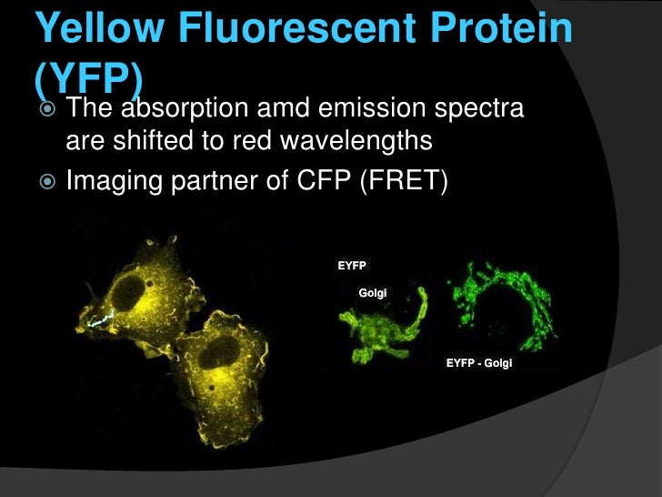 Emission Spectra Of Fluorescent Proteins