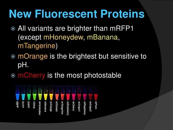 New Fluorescent Proteins S. Semih Ekimler(3)