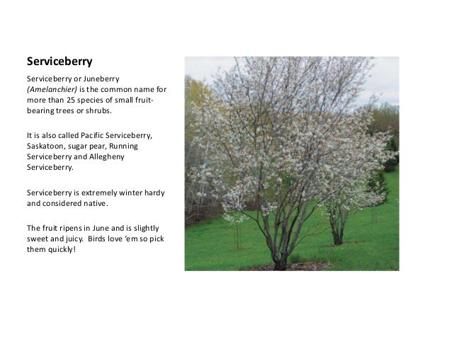 Fruit Trees Home Gardening Apple Cherry Pear Plum Non Fruit