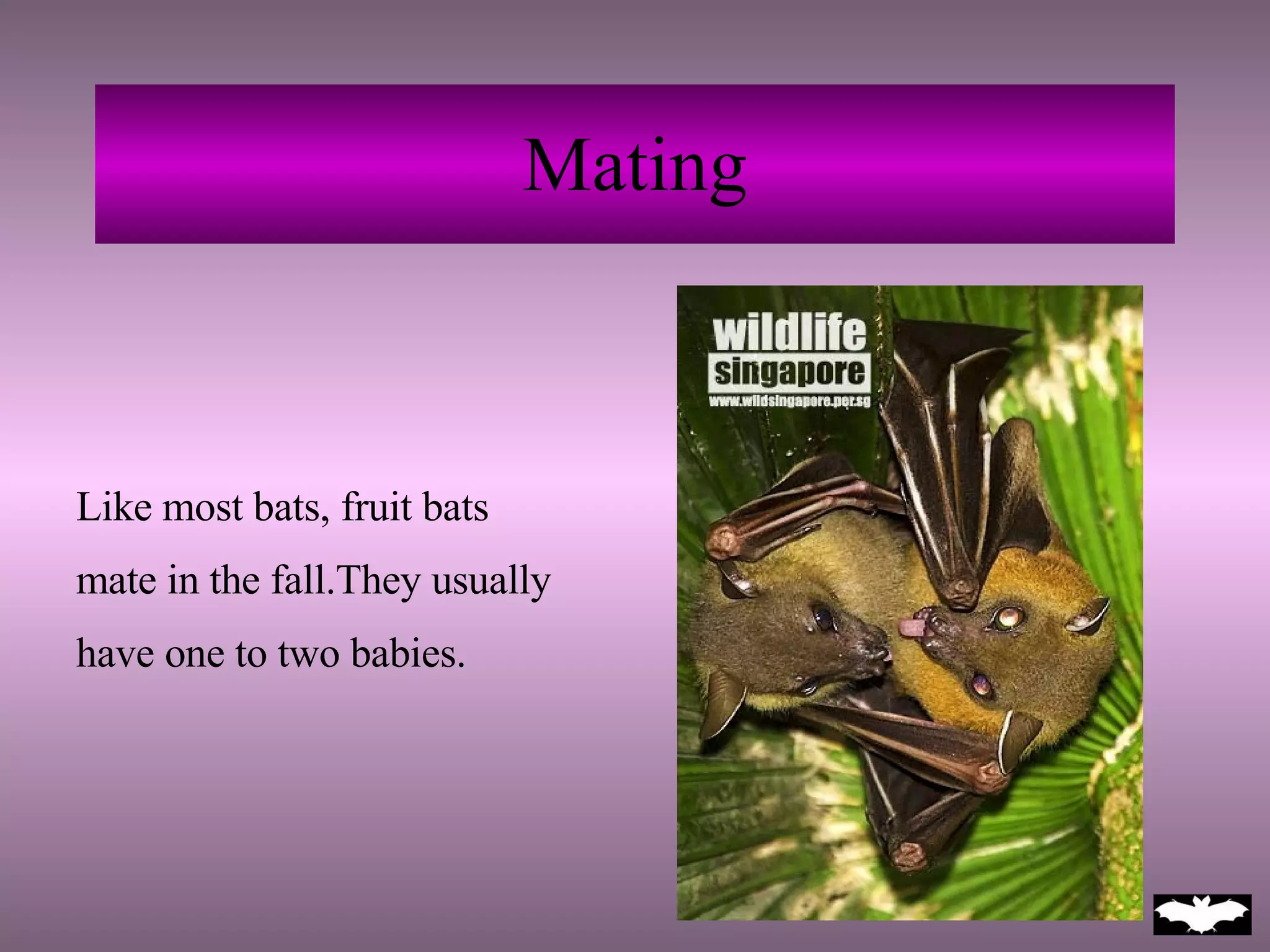 Fruit Bats By Shelby | PPT