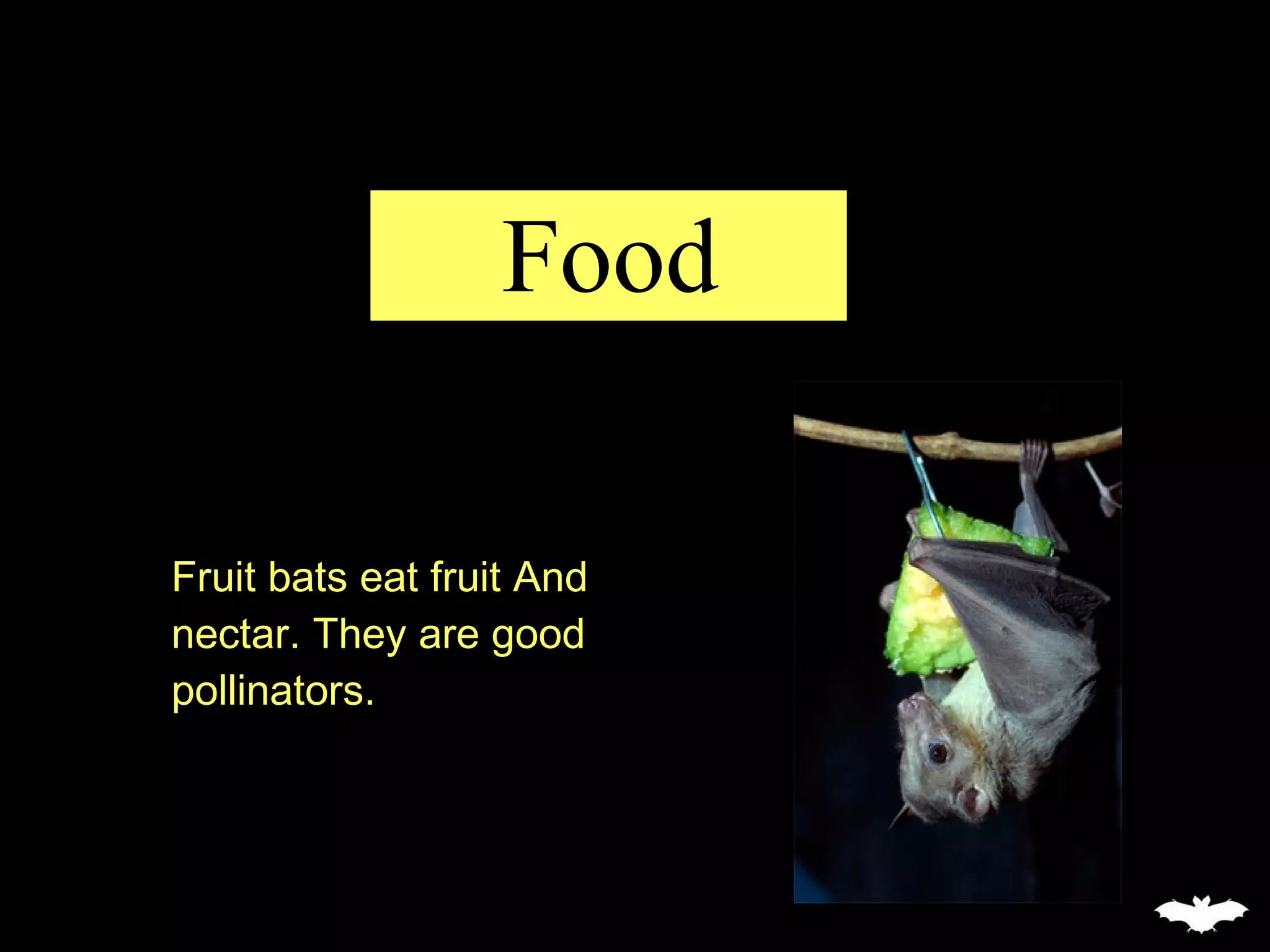 Fruit Bats By Shelby | PPT