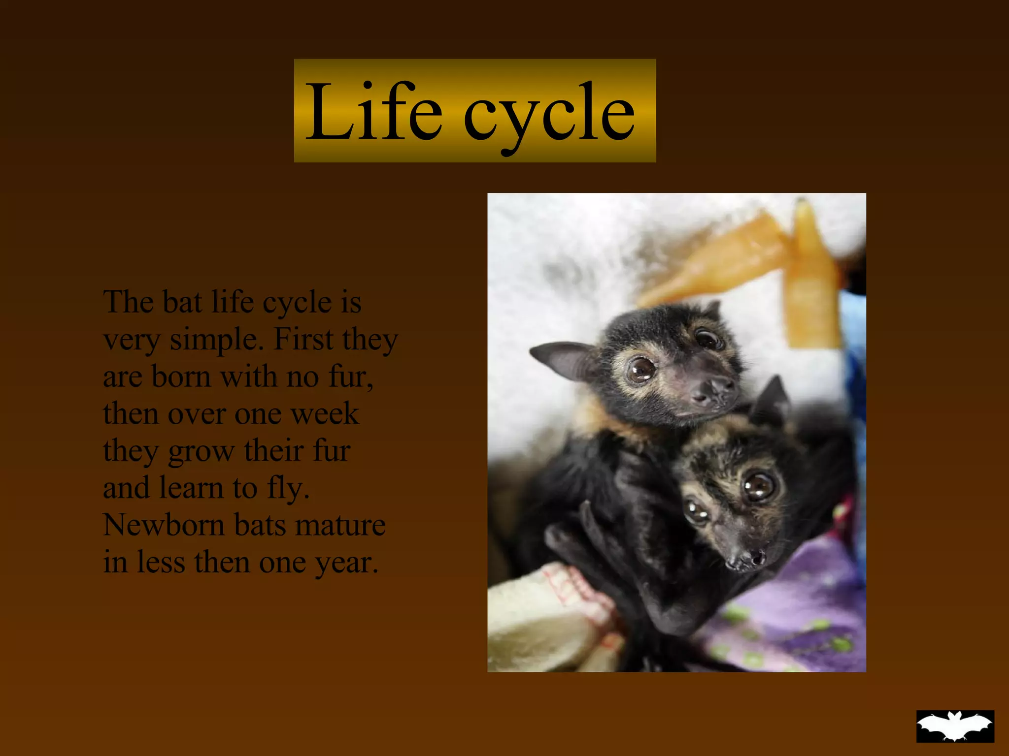 Fruit Bats By Shelby | PPT