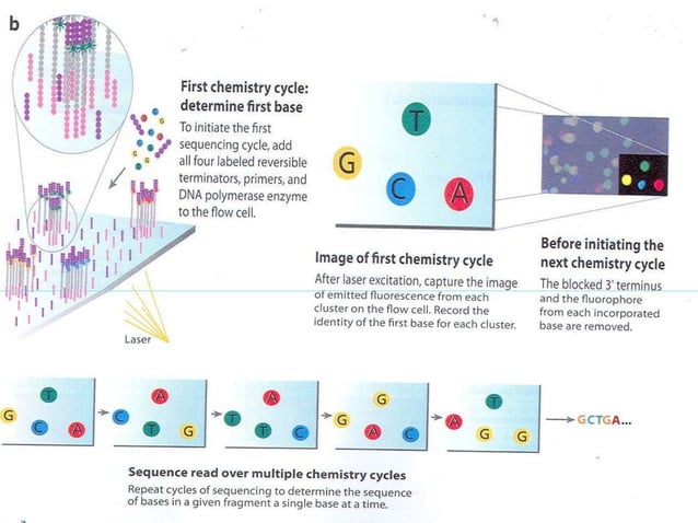 New generation sequencing equipments | PPT