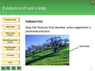 Soil Creep Trees