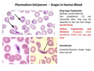 New Hemoparasites malaria filaria lymph nodes | PPTX