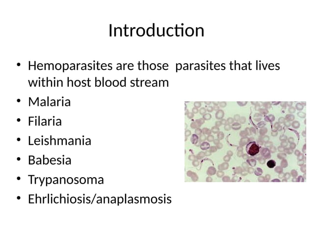 New Hemoparasites malaria filaria lymph nodes | PPT