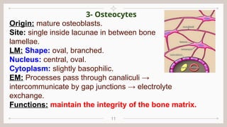 new histology of bones11111111111111.pptx