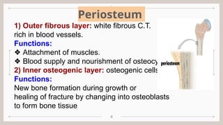 new histology of bones11111111111111.pptx