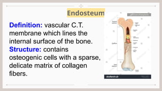 new histology of bones11111111111111.pptx
