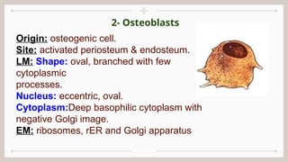 new histology of bones11111111111111.pptx