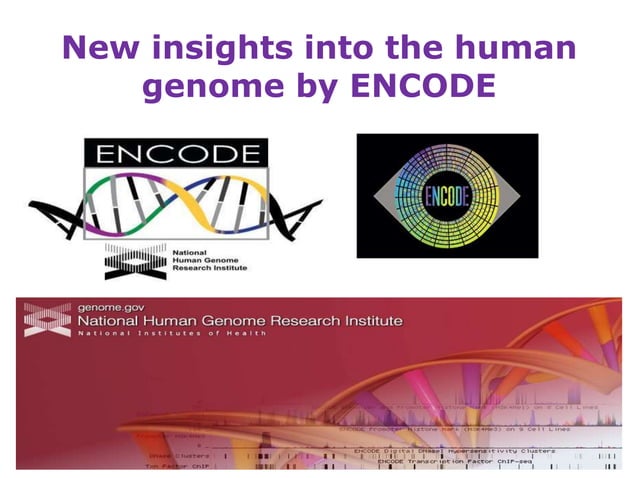 New insights into the human genome by ENCODE project | PPT