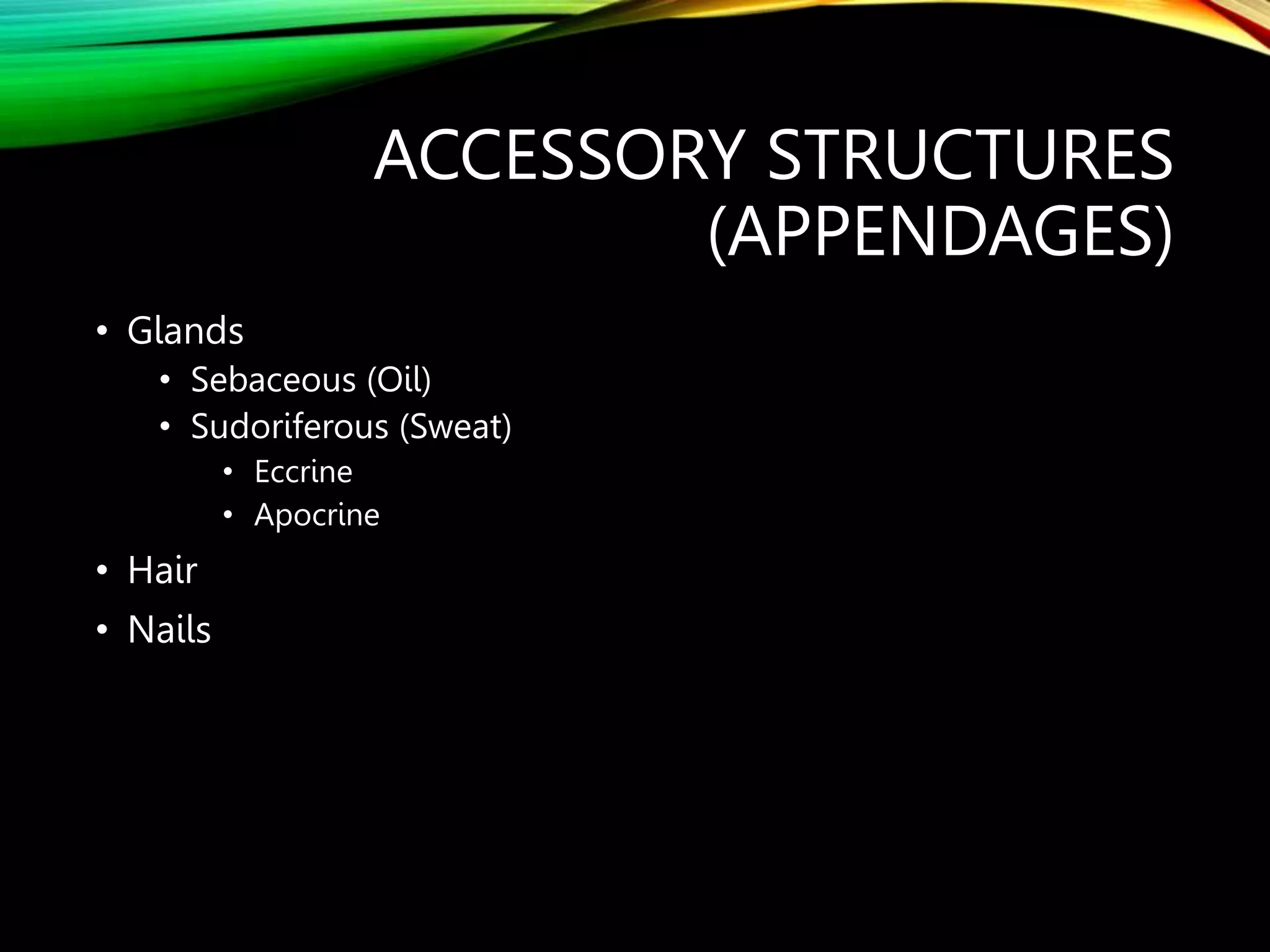 newintegumentarysystem.ppt