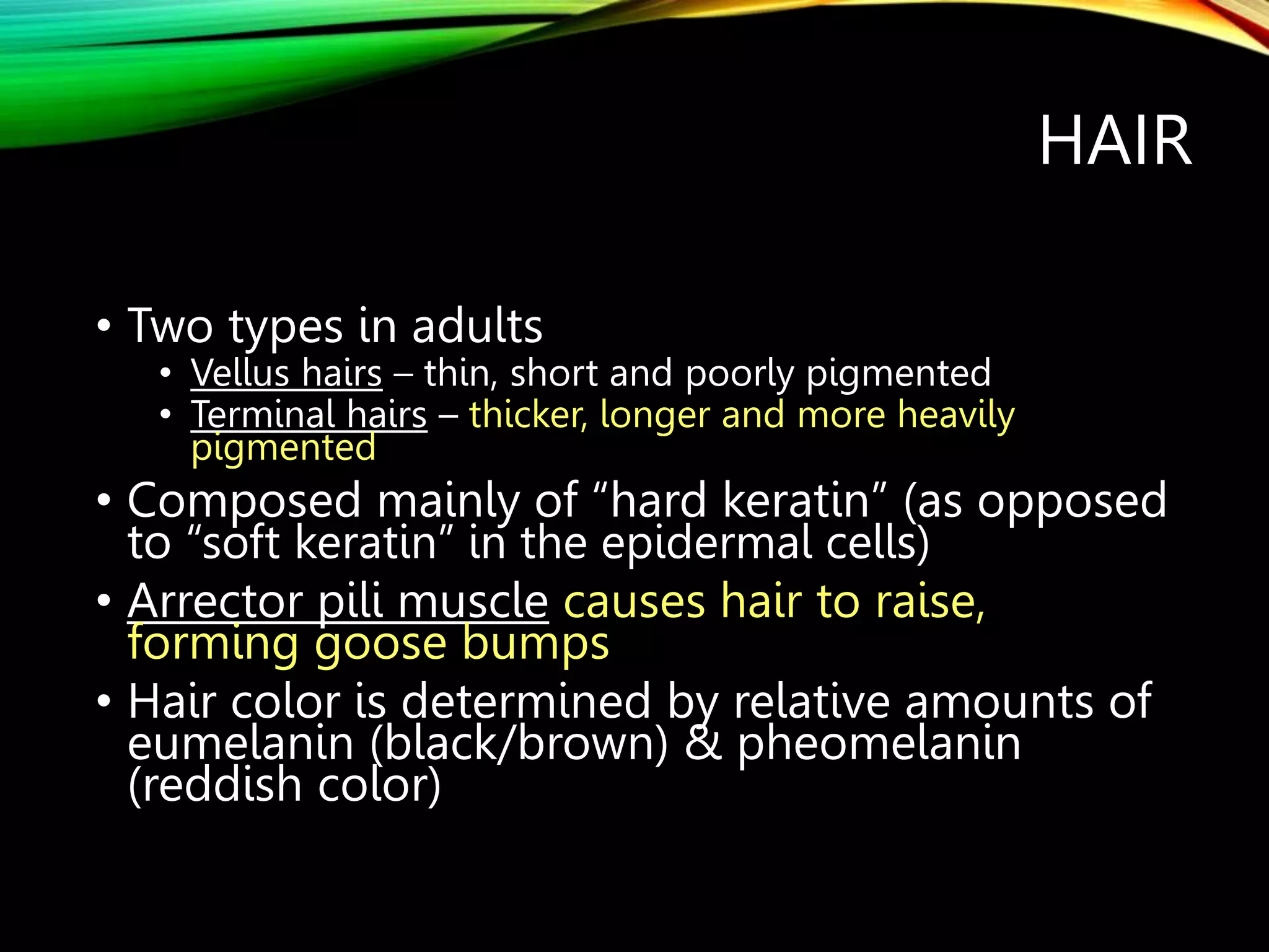 newintegumentarysystem.ppt