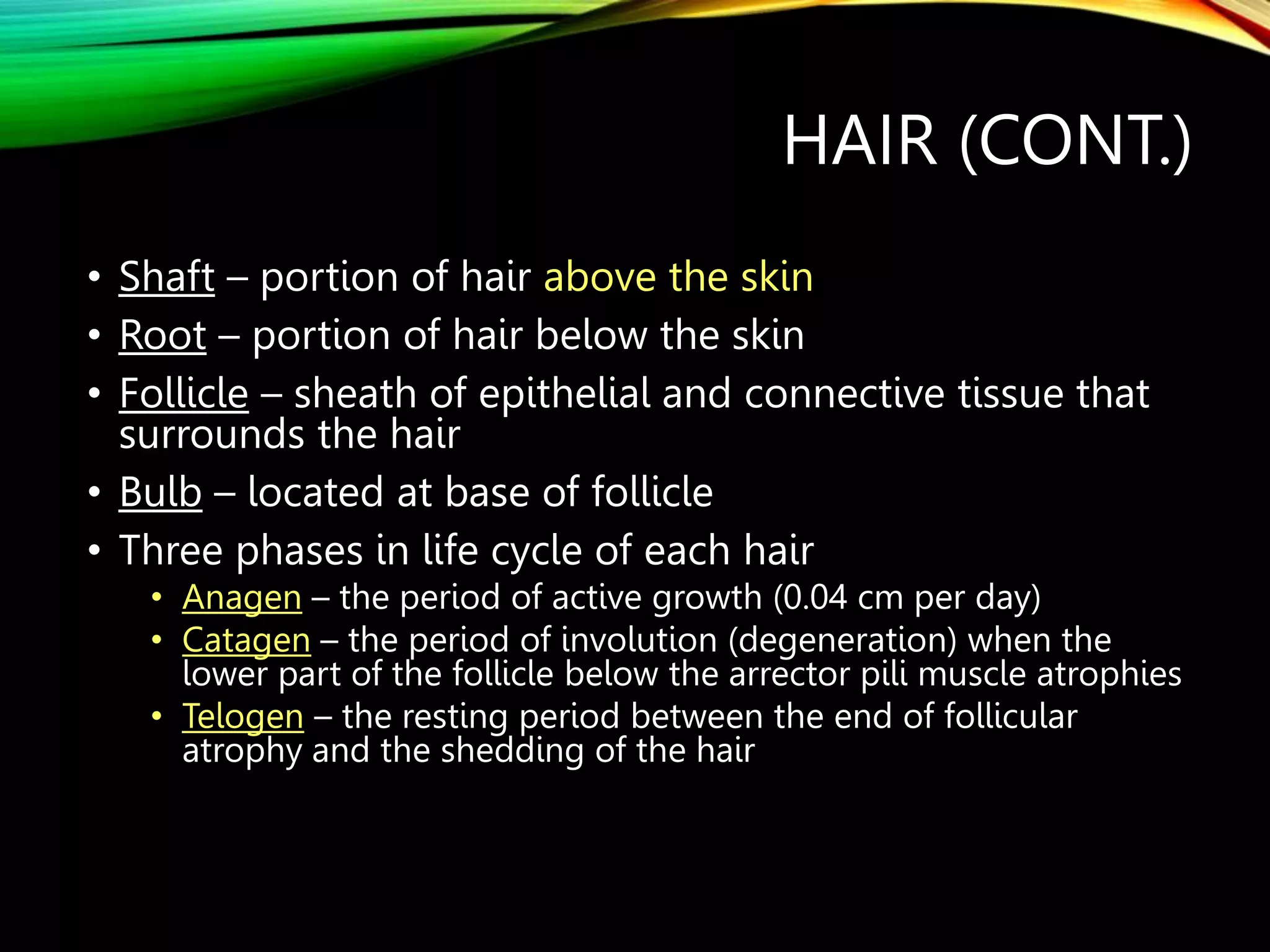 newintegumentarysystem.ppt