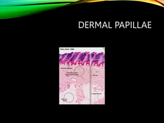 newintegumentarysystem.ppt