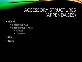 newintegumentarysystem.ppt