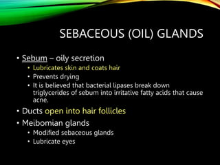 newintegumentarysystem.ppt