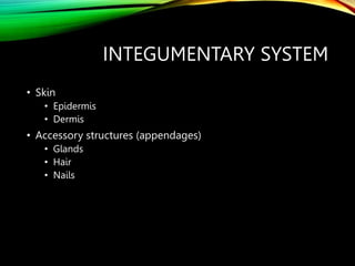 newintegumentarysystem.ppt