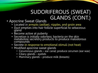 newintegumentarysystem.ppt