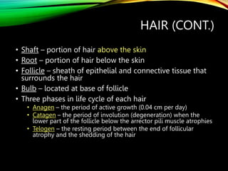 newintegumentarysystem.ppt