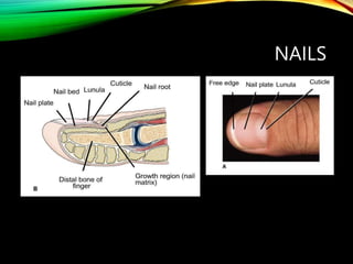 newintegumentarysystem.ppt