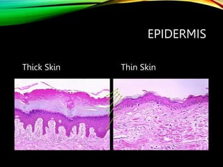 newintegumentarysystem.ppt